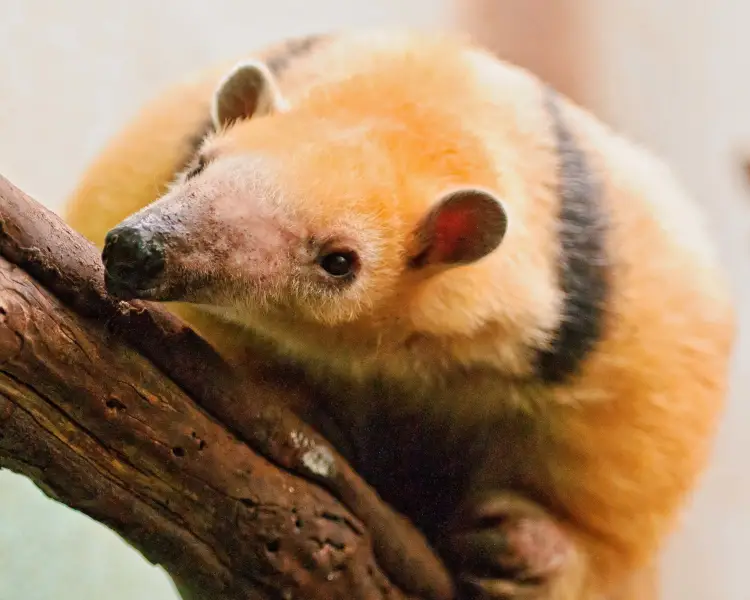 Southern Tamandua | Zoopedia Wiki | Fandom