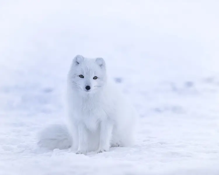 Arctic Fox | Zoopedia Wiki | Fandom