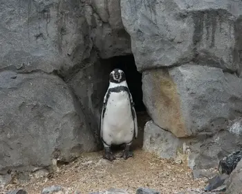 Great Auk | Zoopedia Wiki | Fandom