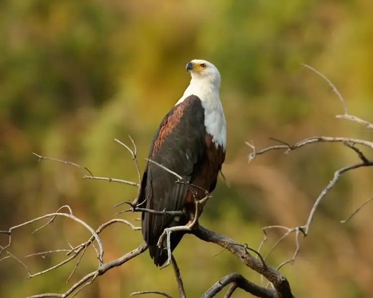 African Fish Eagle | Zoopedia Wiki | Fandom