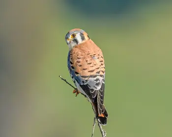 American Kestrel | Zoopedia Wiki | Fandom
