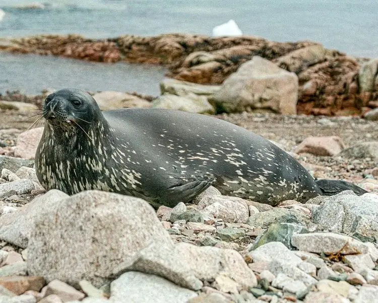 Weddell Seal | Zoopedia Wiki | Fandom