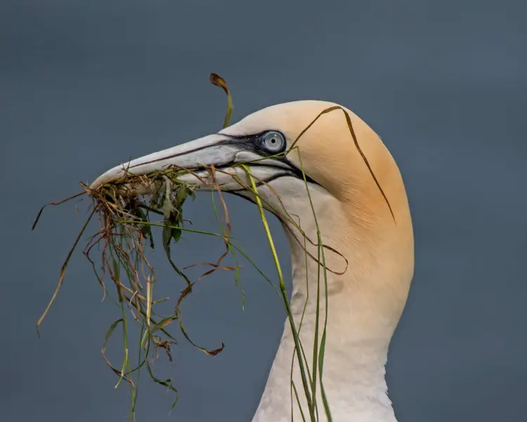 Northern Gannet | Zoopedia Wiki | Fandom