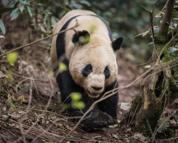 Giant Panda | Zoopedia Wiki | Fandom