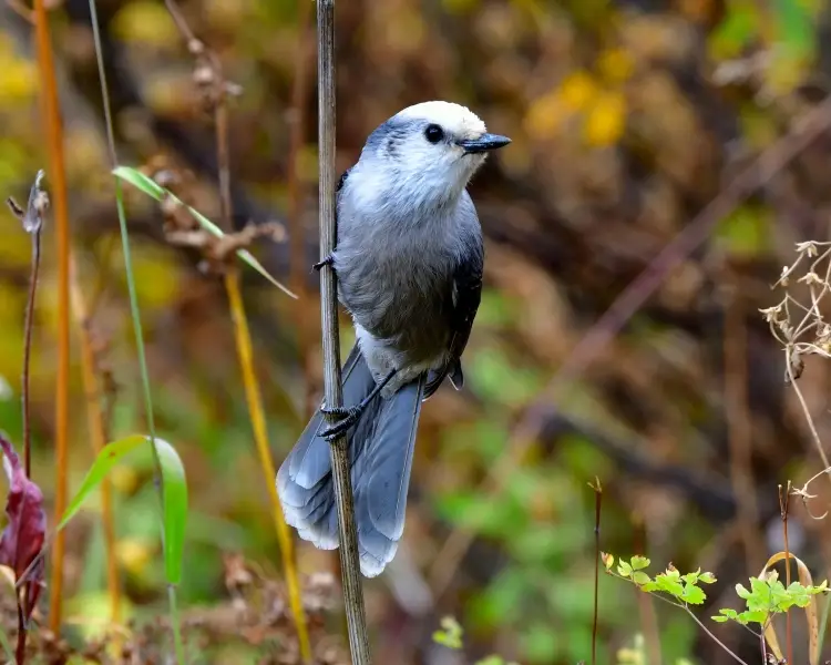 Gray Jay | Zoopedia Wiki | Fandom