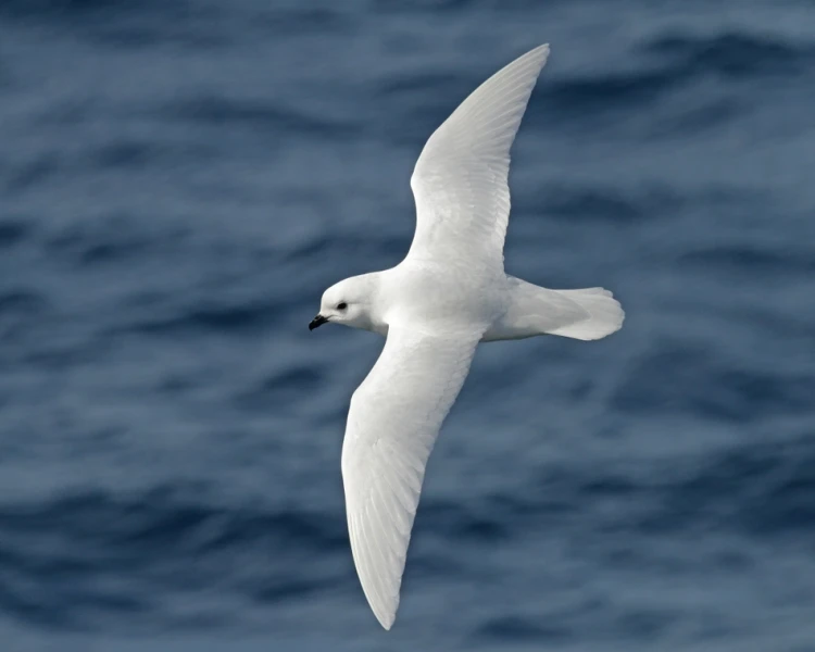 Snow Petrel | Zoopedia Wiki | Fandom