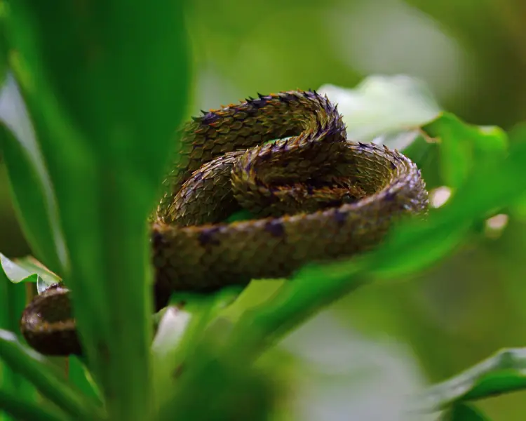 Spiny Bush Viper | Zoopedia Wiki | Fandom