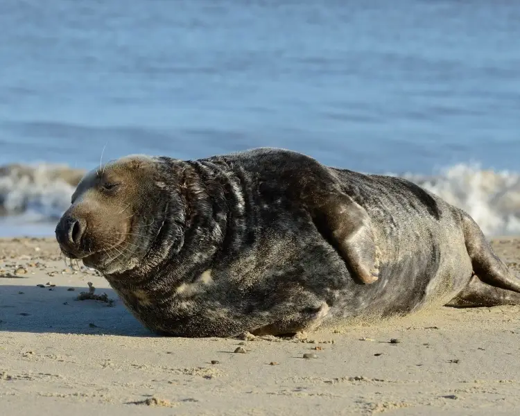 Gray Seal | Zoopedia Wiki | Fandom