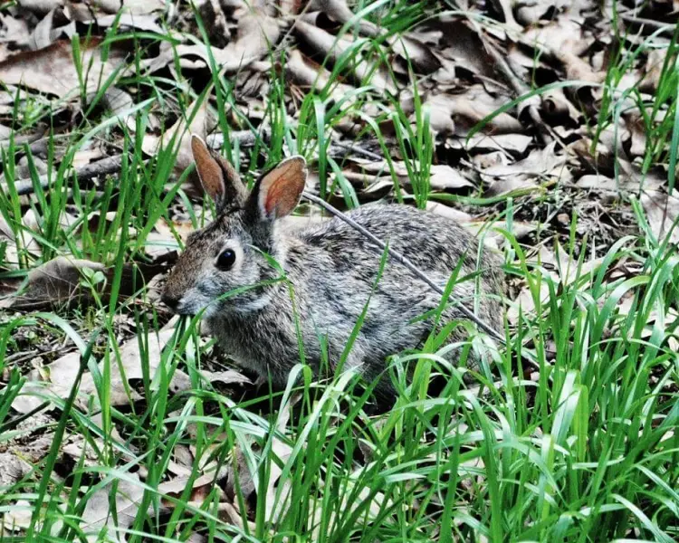 Swamp Rabbit | Zoopedia Wiki | Fandom