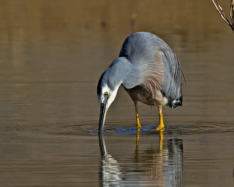 White-Faced Heron | Zoopedia Wiki | Fandom