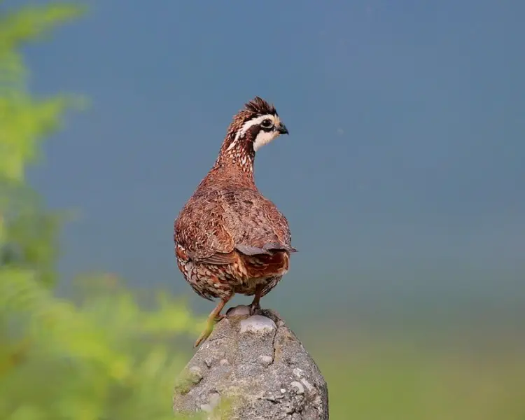 Northern Bobwhite | Zoopedia Wiki | Fandom