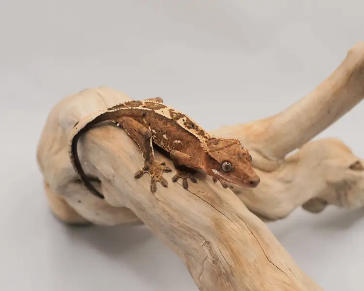 Crested Gecko | Zoopedia Wiki | Fandom