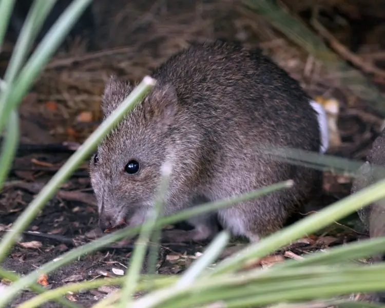 Long-Nosed Potoroo | Zoopedia Wiki | Fandom