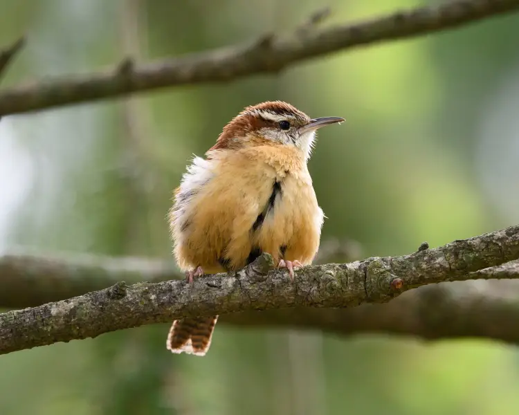 Carolina Wren | Zoopedia Wiki | Fandom