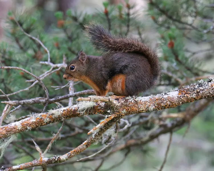 Douglas Squirrel | Zoopedia Wiki | Fandom
