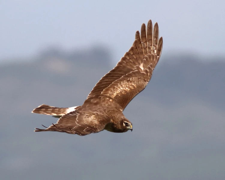 Northern Harrier | Zoopedia Wiki | Fandom