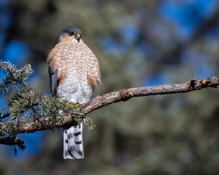 Sharp-Shinned Hawk | Zoopedia Wiki | Fandom