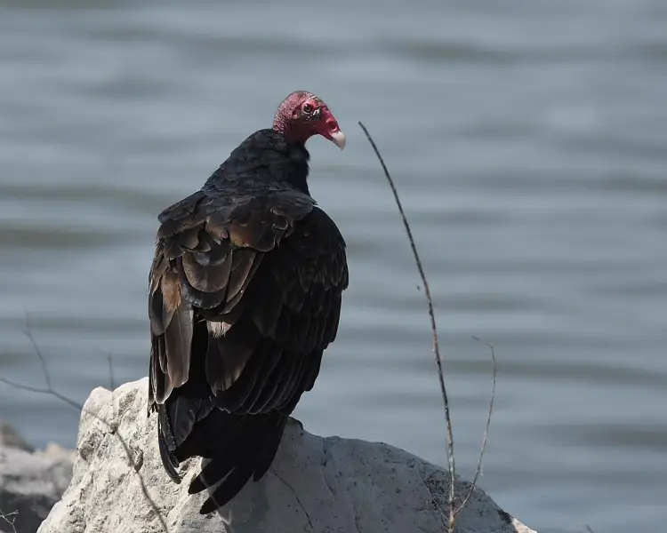 Turkey Vulture | Zoopedia Wiki | Fandom