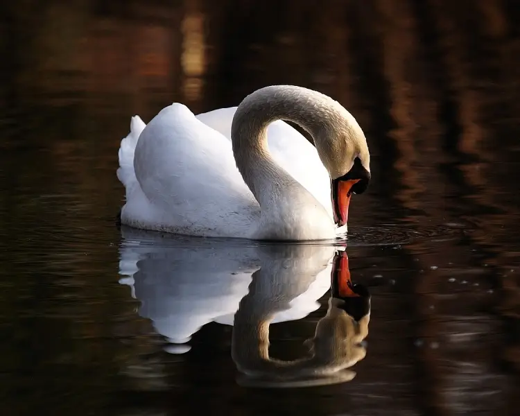 Mute Swan | Zoopedia Wiki | Fandom