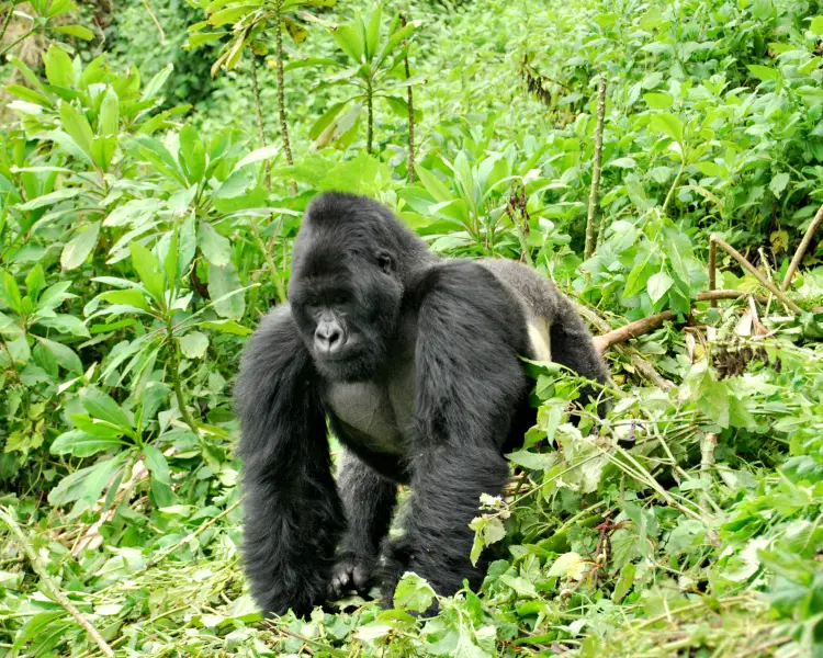 Eastern Gorilla | Zoopedia Wiki | Fandom