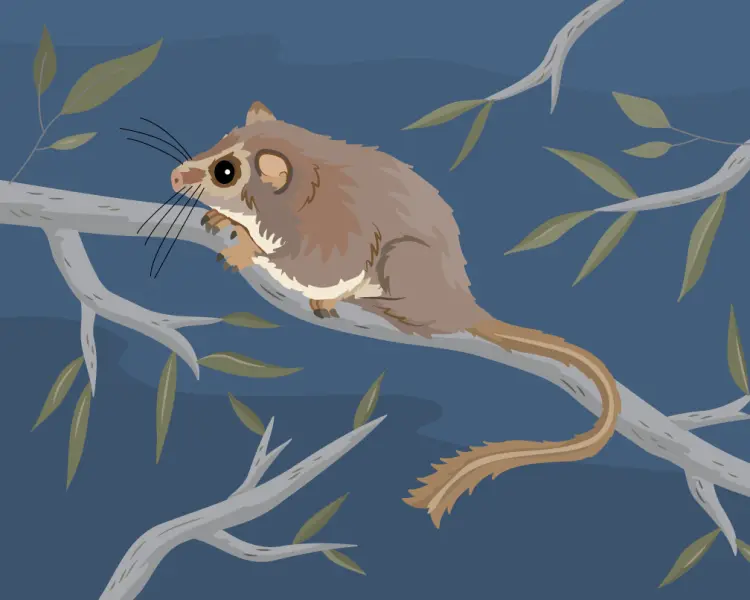 Feathertail Glider | Zoopedia Wiki | Fandom