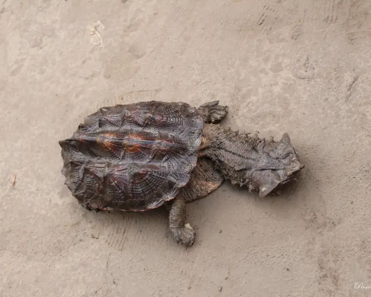 Mata Mata | Zoopedia Wiki | Fandom