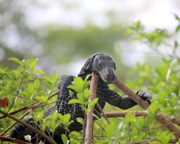 Crocodile Monitor | Zoopedia Wiki | Fandom