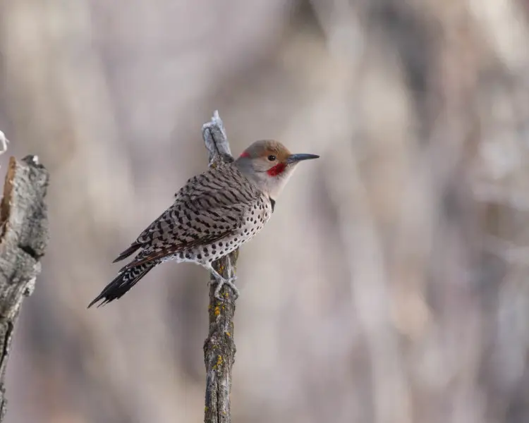 Northern Flicker | Zoopedia Wiki | Fandom