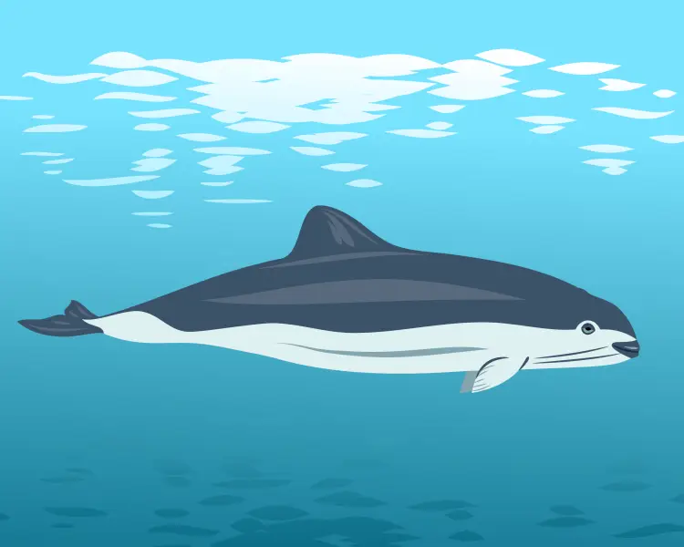 Spectacled Porpoise | Zoopedia Wiki | Fandom