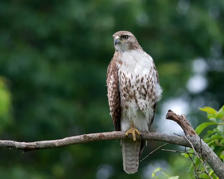 Red-Tailed Hawk | Zoopedia Wiki | Fandom