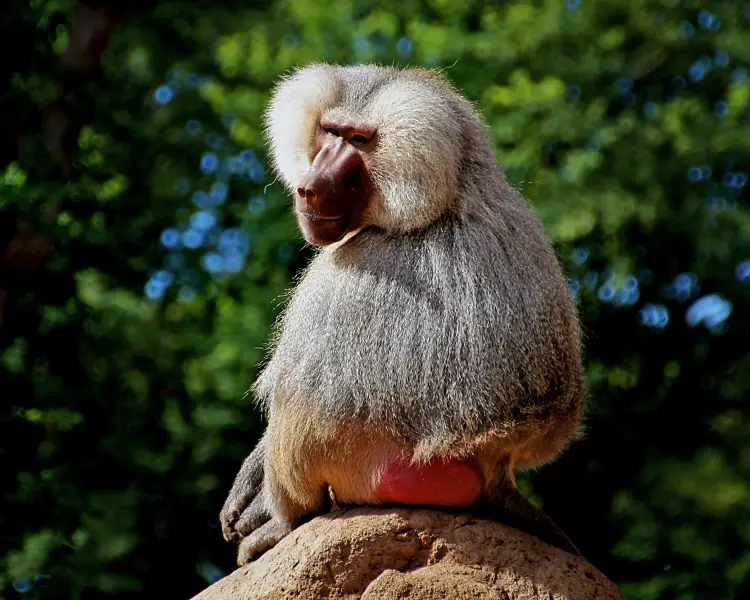 Hamadryas Baboon | Zoopedia Wiki | Fandom