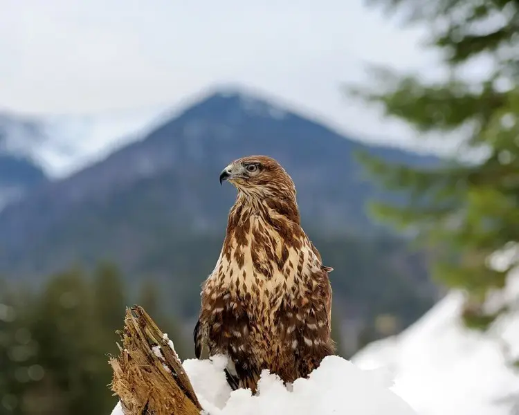 Common Buzzard | Zoopedia Wiki | Fandom