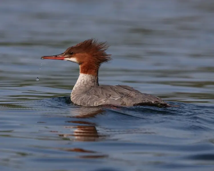 Common Merganser | Zoopedia Wiki | Fandom