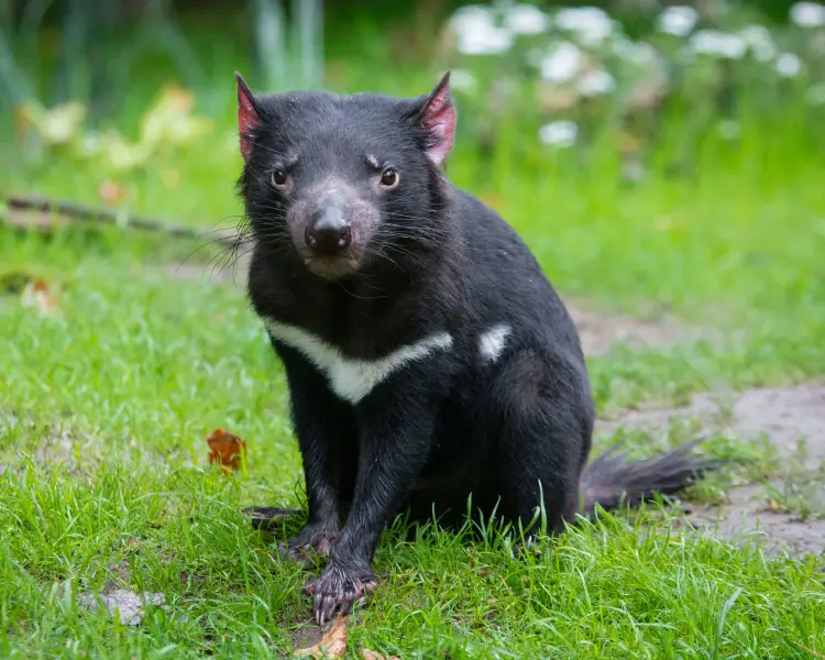 Tasmanian Devil | Zoopedia Wiki | Fandom