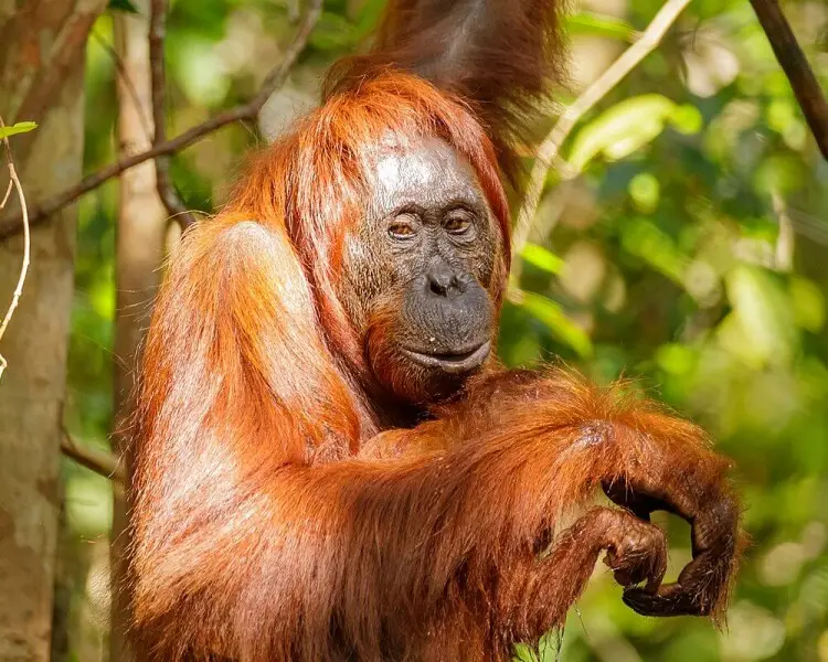 Bornean Orangutan | Zoopedia Wiki | Fandom