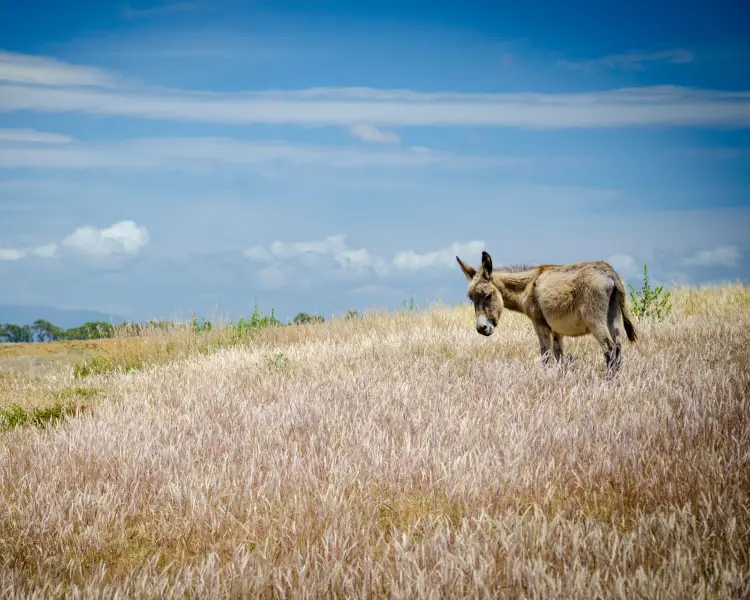 Donkey | Zoopedia Wiki | Fandom
