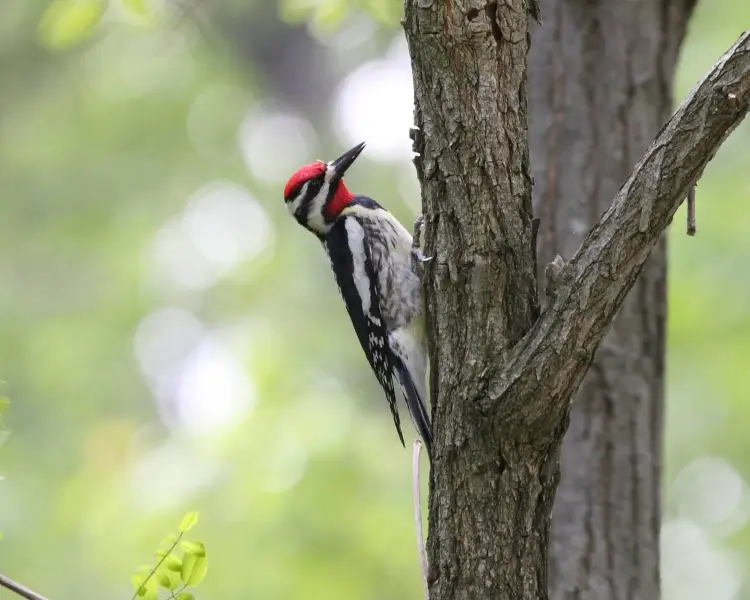Yellow-Bellied Sapsucker | Zoopedia Wiki | Fandom