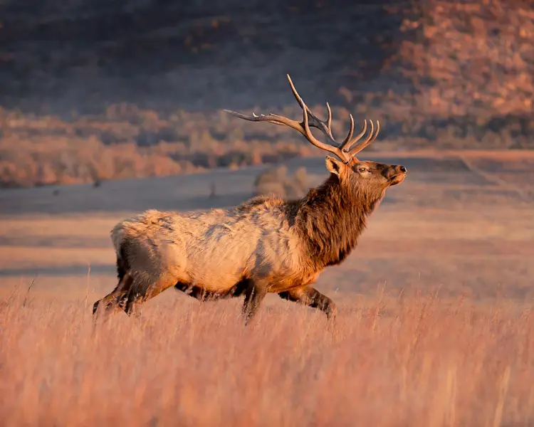 Elk | Zoopedia Wiki | Fandom
