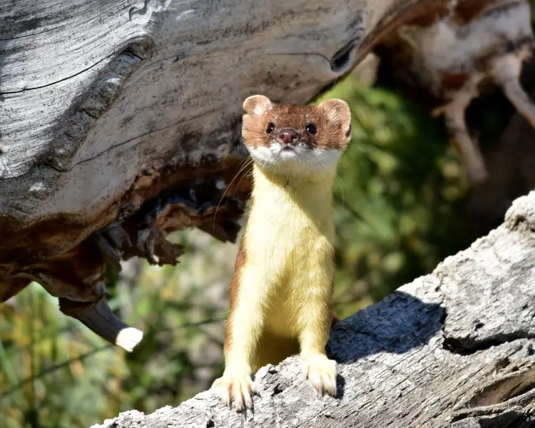 Long-Tailed Weasel | Zoopedia Wiki | Fandom