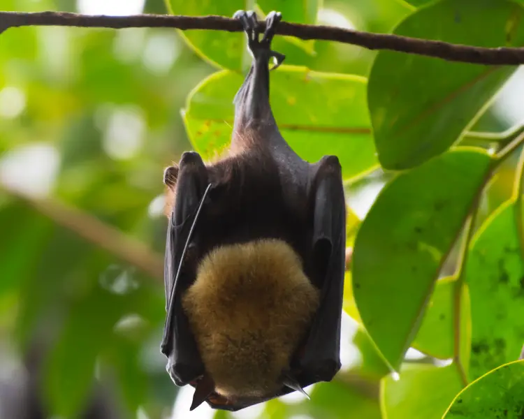 Spectacled Flying Fox | Zoopedia Wiki | Fandom