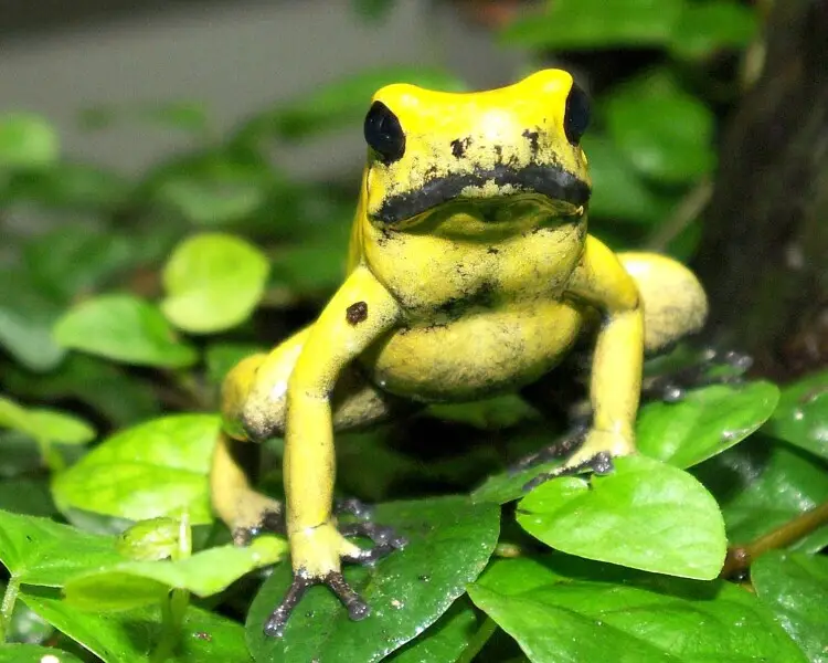 Golden poison frog | Zoopedia Wiki | Fandom
