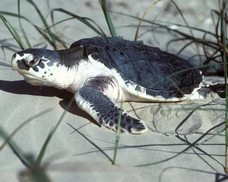 Kemp's ridley sea turtle | Zoopedia Wiki | Fandom