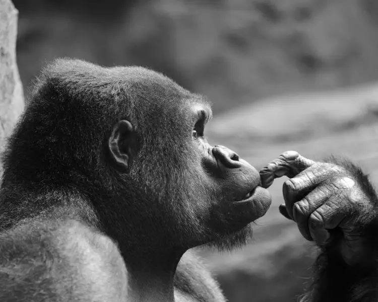 Western Gorilla | Zoopedia Wiki | Fandom