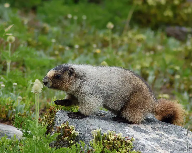 Hoary Marmot | Zoopedia Wiki | Fandom
