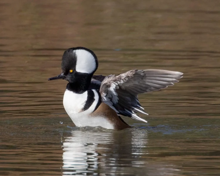 Hooded Merganser | Zoopedia Wiki | Fandom