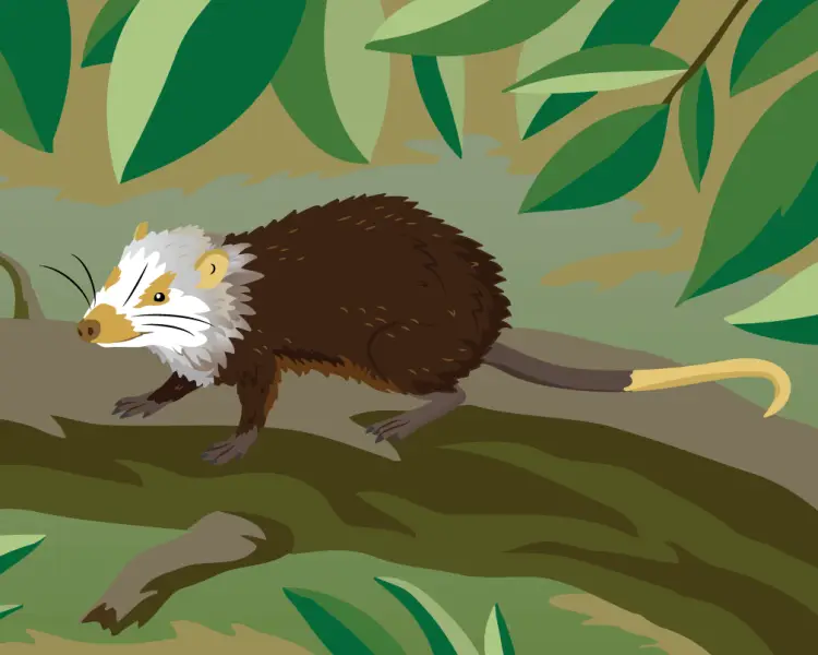 Moonrat | Zoopedia Wiki | Fandom