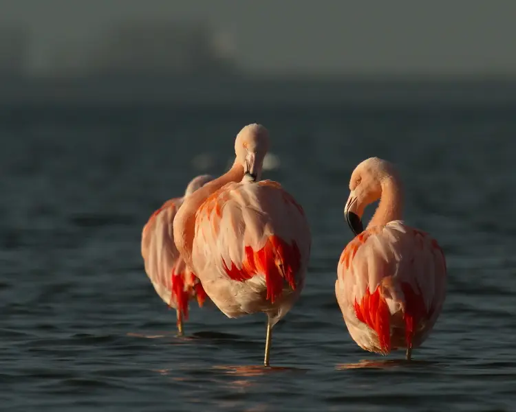 Greater Flamingo | Zoopedia Wiki | Fandom