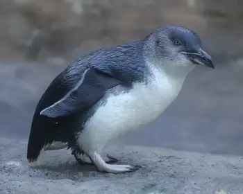 Little Blue Penguin | Zoopedia Wiki | Fandom