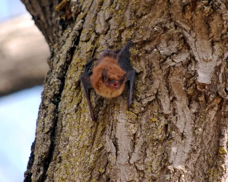 Little Brown Bat | Zoopedia Wiki | Fandom