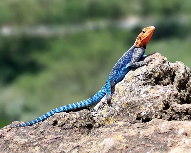 Red-Headed Rock Agama | Zoopedia Wiki | Fandom